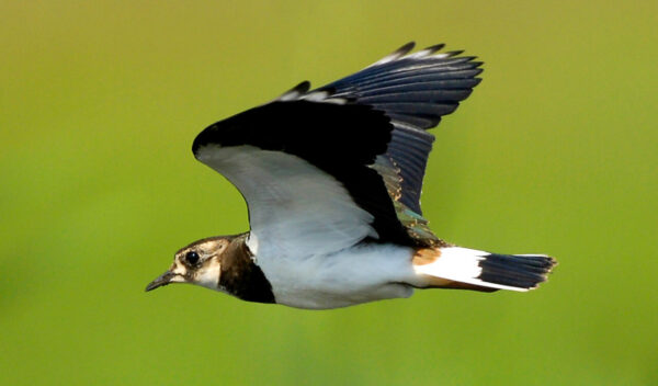 Czajka - ciekawostki i zdjęcia ptaka