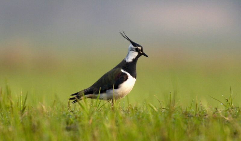 Czajka - ciekawostki i zdjęcia ptaka