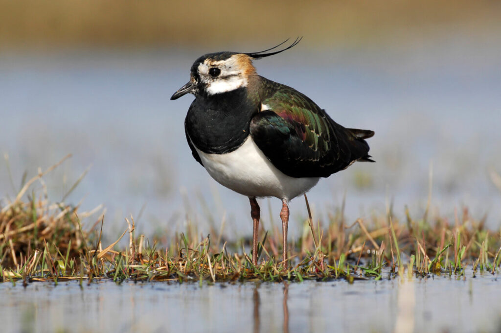 Czajka - ciekawostki i zdjęcia ptaka