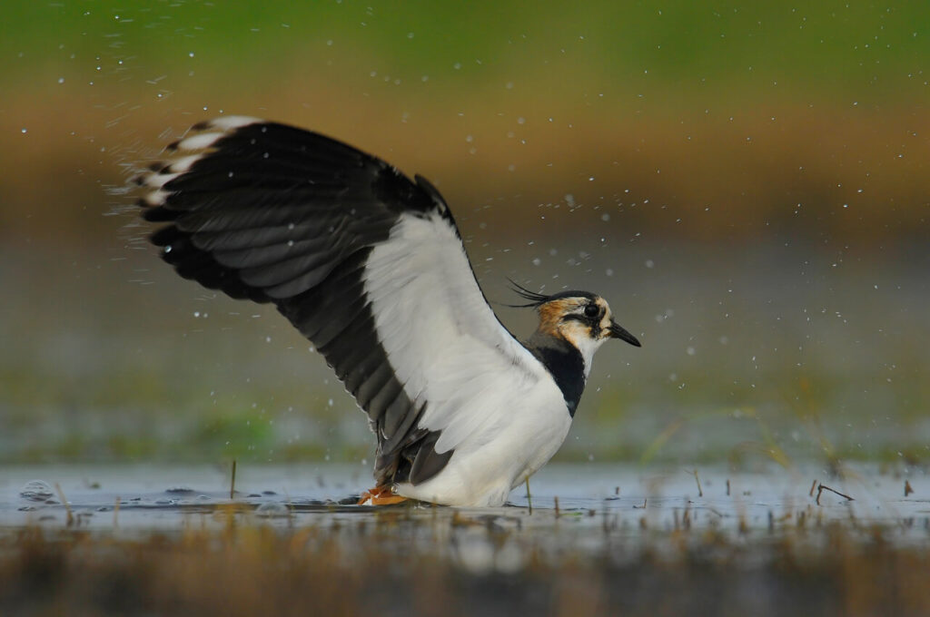 Czajka - ciekawostki i zdjęcia ptaka