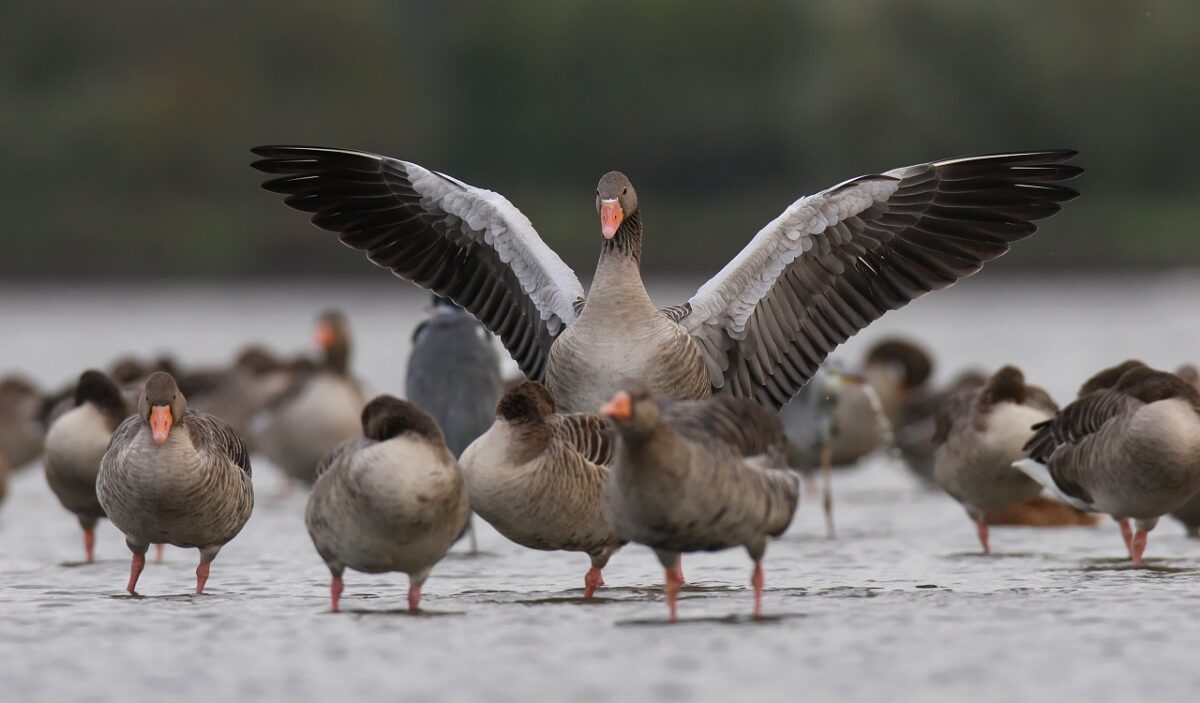 Na podniebnym szlaku - jak migrują dzikie Gęsi? - Stowarzyszenie Jestem ...