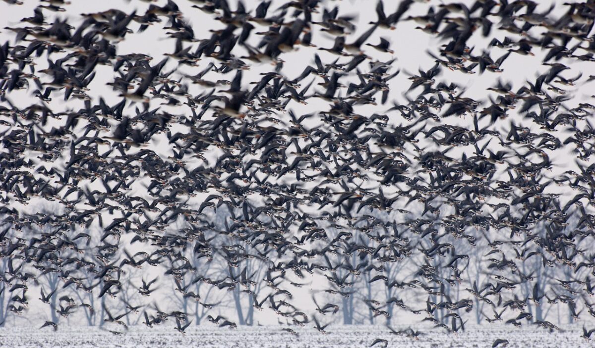 Na podniebnym szlaku - jak migrują dzikie Gęsi? - Stowarzyszenie Jestem ...