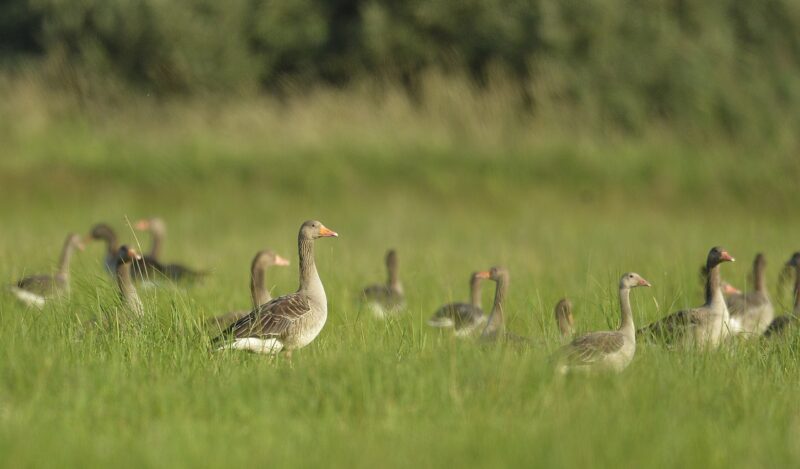 Na podniebnym szlaku - jak migrują dzikie Gęsi? - Stowarzyszenie Jestem ...