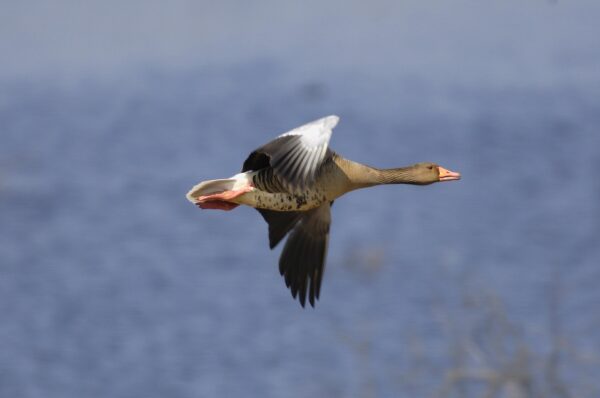 Na podniebnym szlaku - jak migrują dzikie Gęsi? - Stowarzyszenie Jestem ...