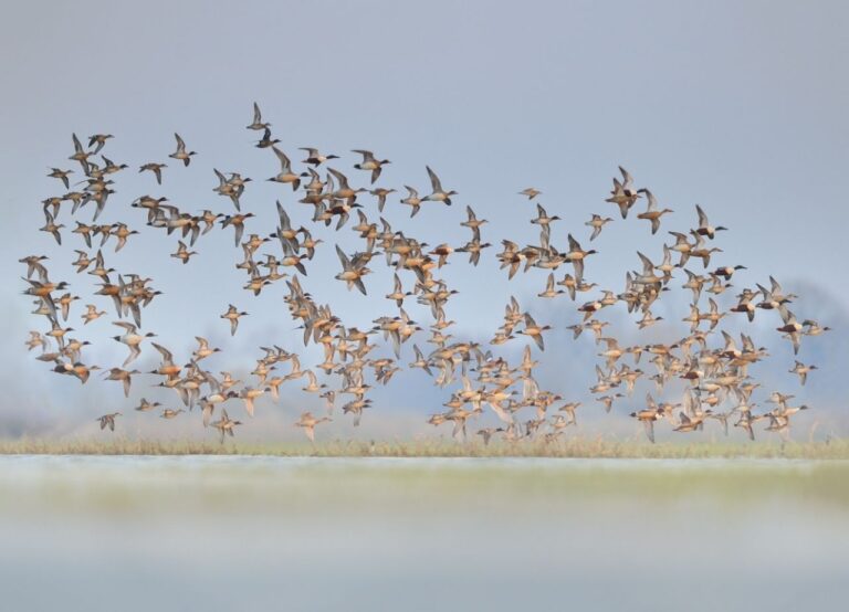 Rudzik - wygląd ptaka, głos i ciekawostki