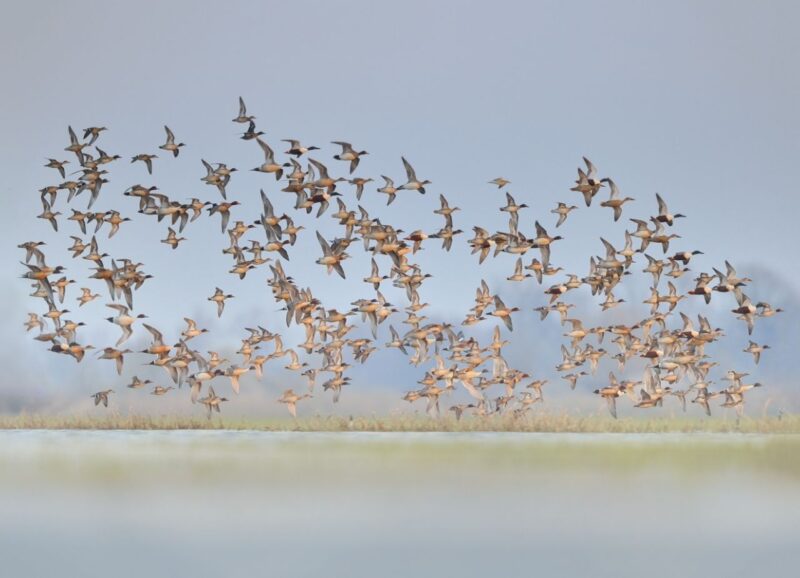 Rudzik - wygląd ptaka, głos i ciekawostki
