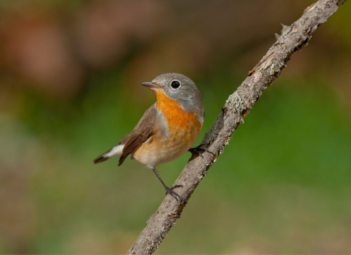 Rudzik - wygląd ptaka, głos i ciekawostki
