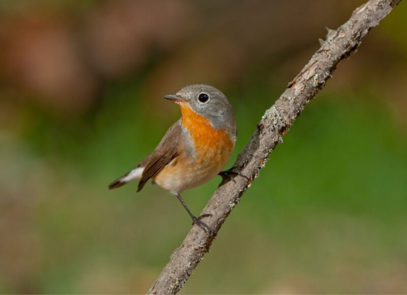 Rudzik - wygląd ptaka, głos i ciekawostki