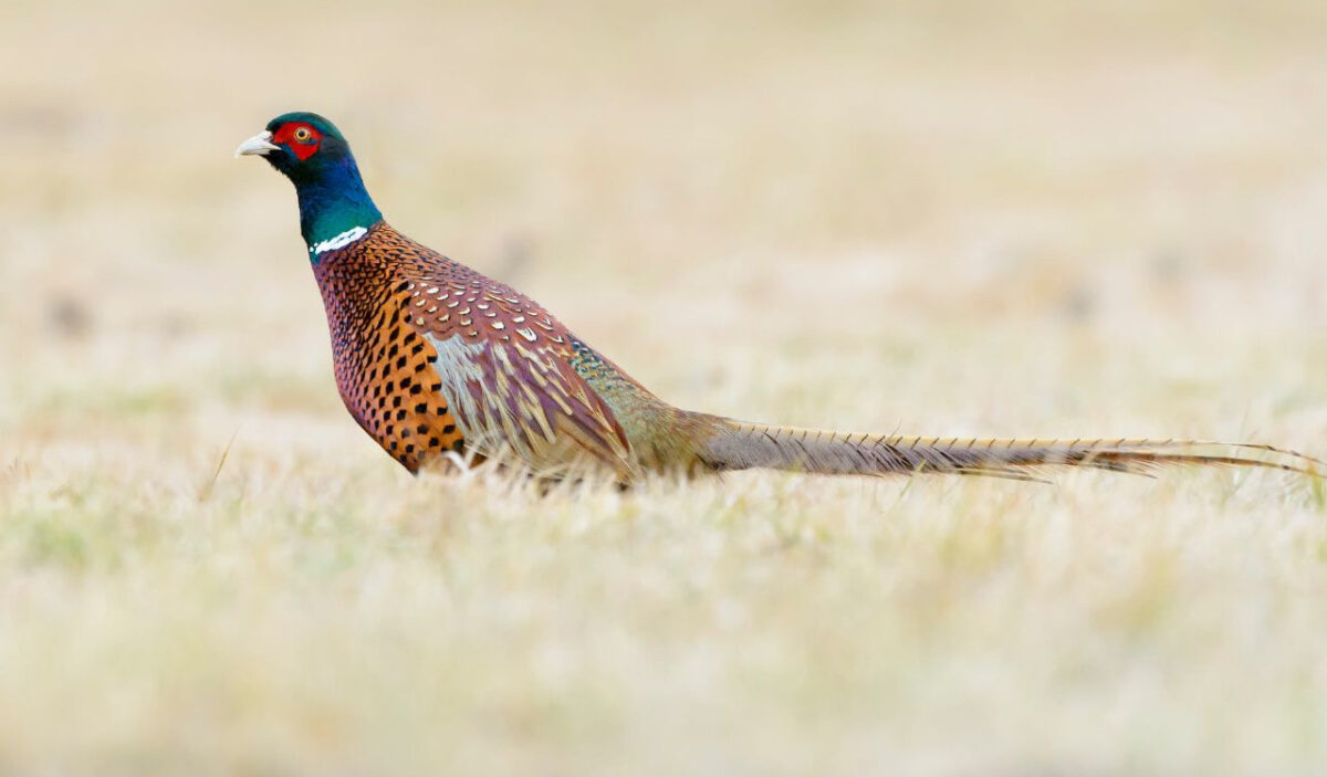 Bażant - Stowarzyszenie Jestem na pTAK!