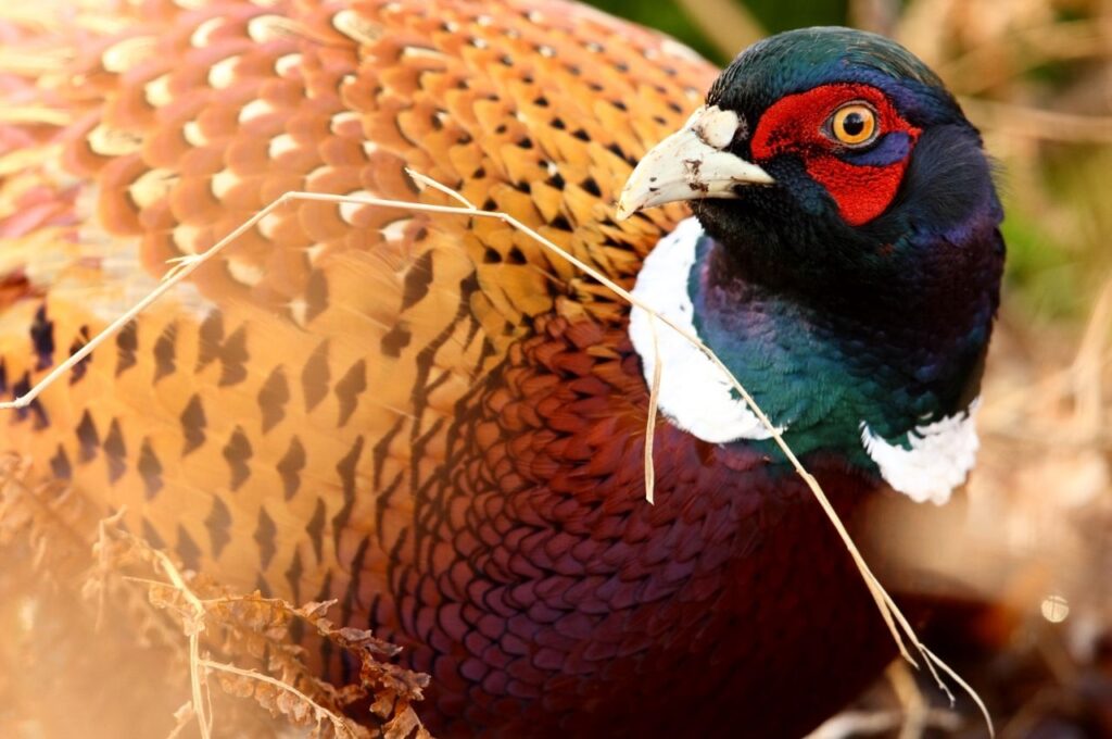 Bażant - Stowarzyszenie Jestem na pTAK!