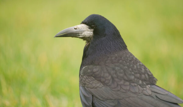 Gawron - Stowarzyszenie Jestem na pTAK!