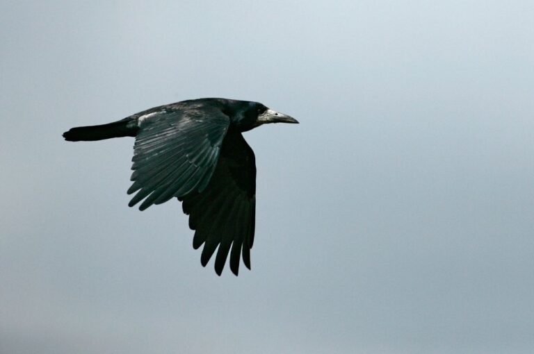 Gawron - Stowarzyszenie Jestem na pTAK!