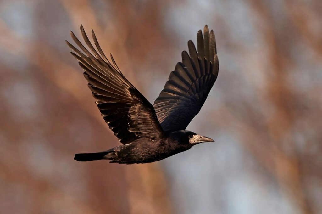 Gawron - Stowarzyszenie Jestem na pTAK!