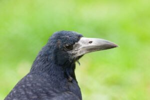 Gawron - Stowarzyszenie Jestem na pTAK!