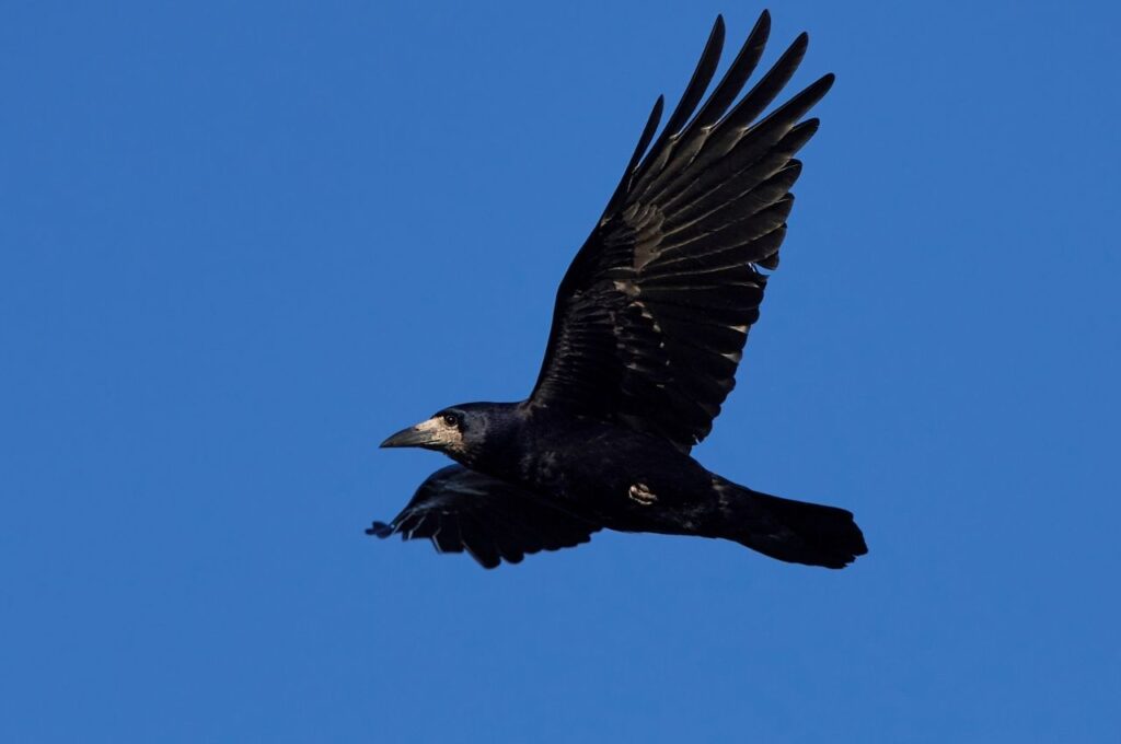 Gawron - Stowarzyszenie Jestem na pTAK!