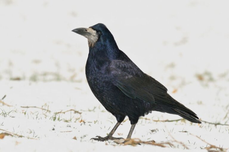 Gawron - Stowarzyszenie Jestem na pTAK!