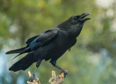 Gawron - Stowarzyszenie Jestem na pTAK!