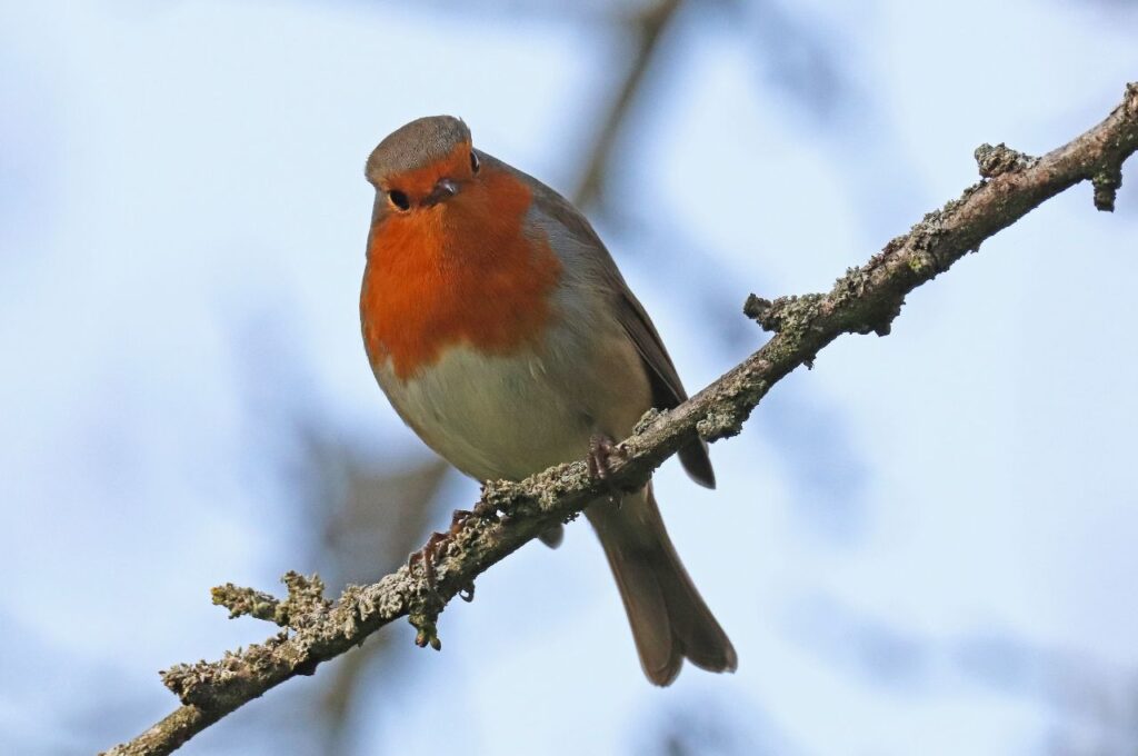 Rudzik - wygląd ptaka, głos i ciekawostki