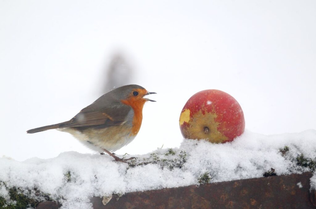 Rudzik - wygląd ptaka, głos i ciekawostki