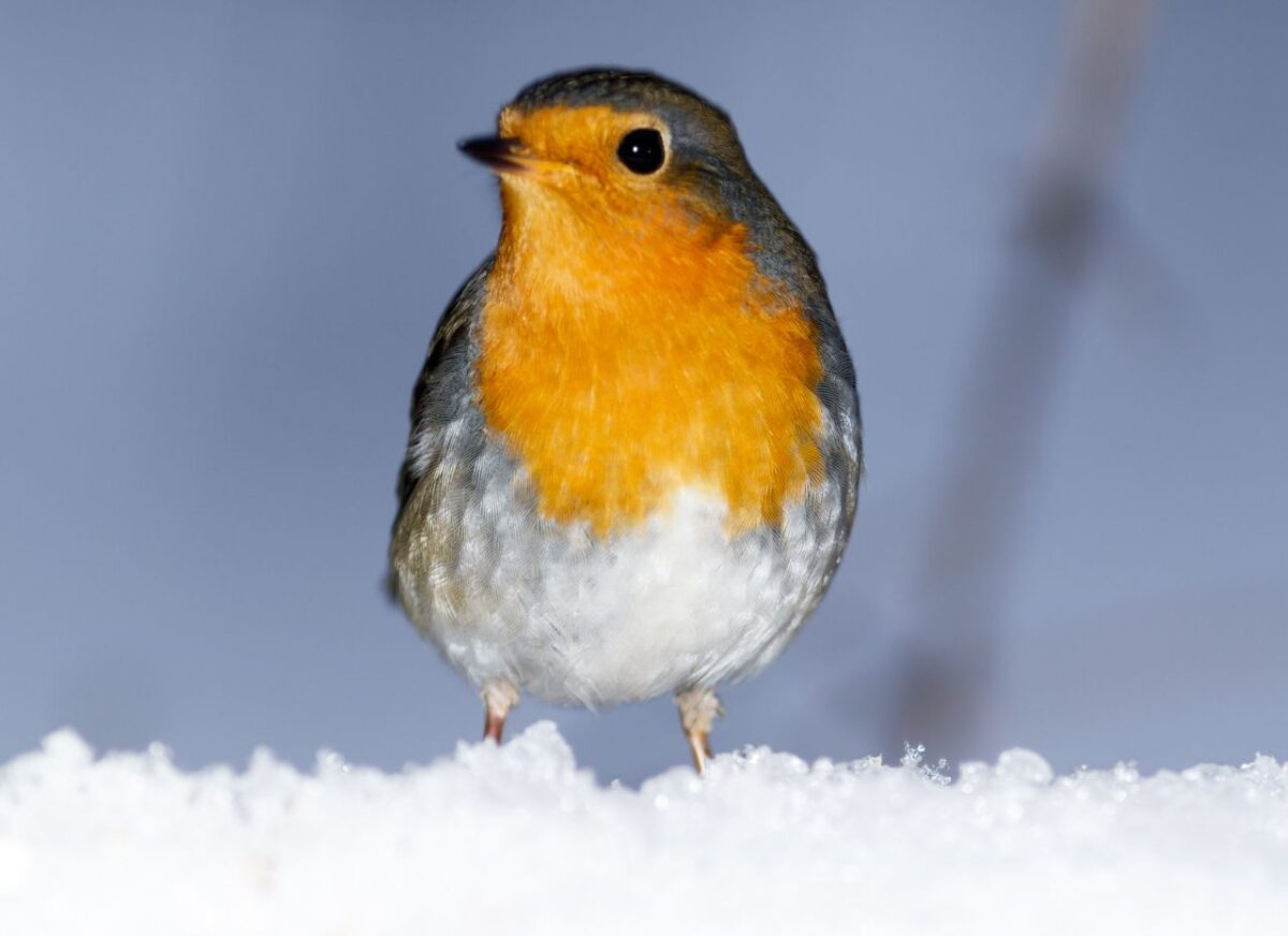 Rudzik - wygląd ptaka, głos i ciekawostki