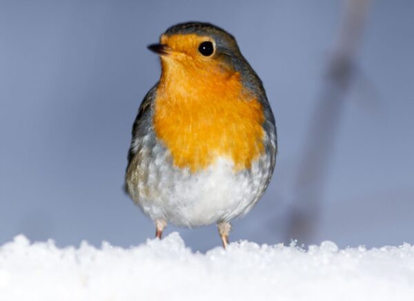 Rudzik - wygląd ptaka, głos i ciekawostki