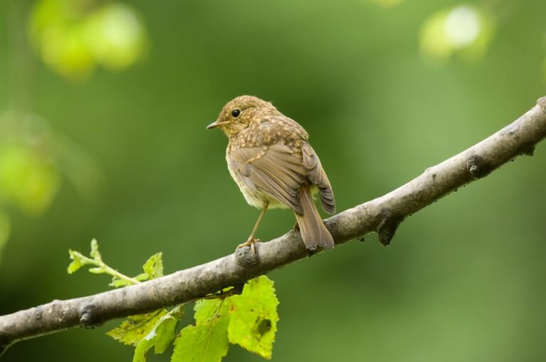 Rudzik - wygląd ptaka, głos i ciekawostki