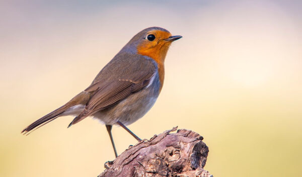 Rudzik - wygląd ptaka, głos i ciekawostki