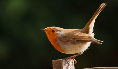 Rudzik - wygląd ptaka, głos i ciekawostki