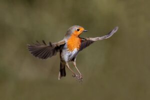 Rudzik - wygląd ptaka, głos i ciekawostki