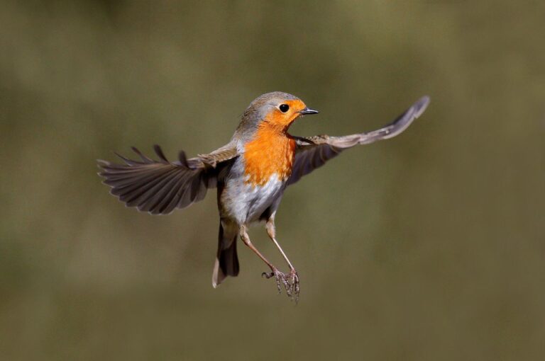 Rudzik - wygląd ptaka, głos i ciekawostki