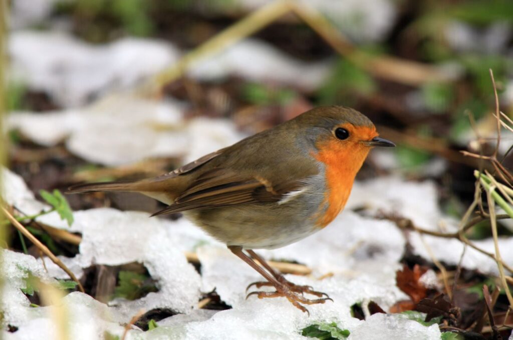 Rudzik - wygląd ptaka, głos i ciekawostki