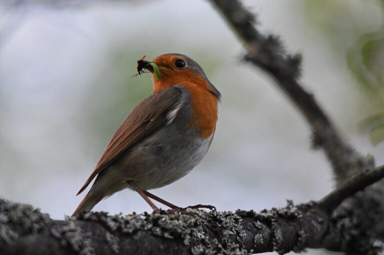 Rudzik - wygląd ptaka, głos i ciekawostki