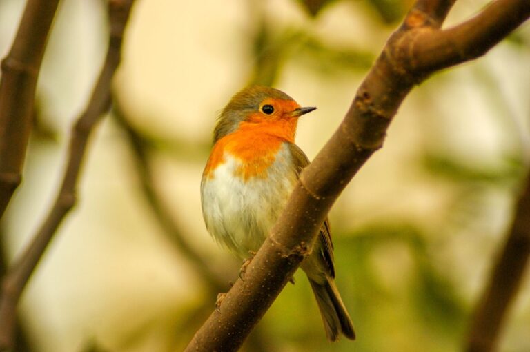 Rudzik - wygląd ptaka, głos i ciekawostki