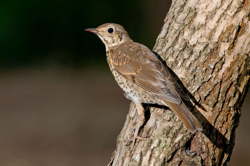 Drozd Śpiewak - Stowarzyszenie Jestem na pTAK!