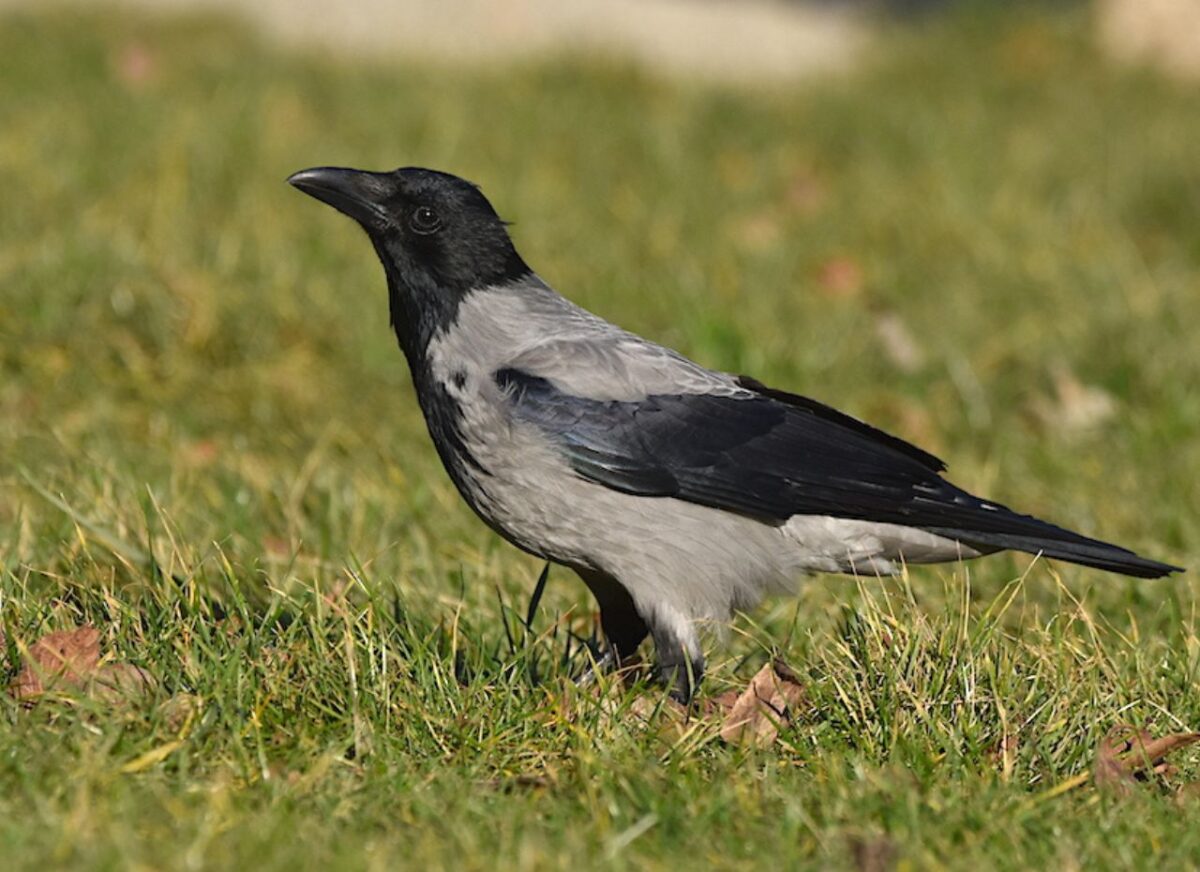 Wrona Siwa - Stowarzyszenie Jestem na pTAK!