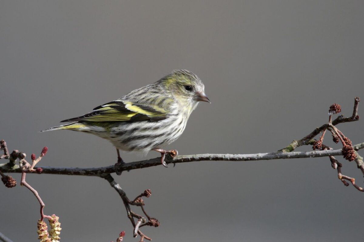 Czyż - Stowarzyszenie Jestem na pTAK!