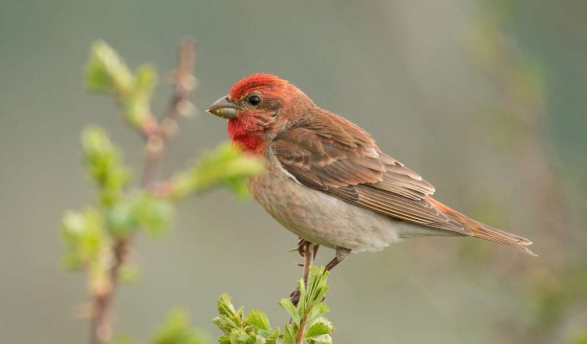 Dziwonia - Stowarzyszenie Jestem na pTAK!