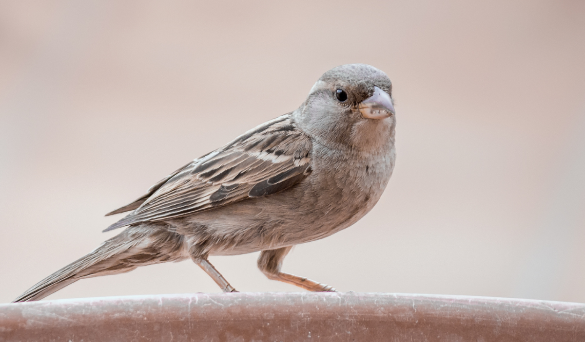 Wróbel - Stowarzyszenie Jestem na pTAK!