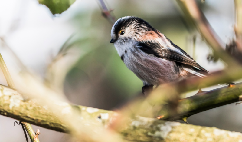 Raniuszek - Stowarzyszenie Jestem na pTAK!