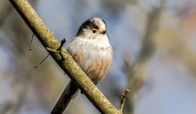 Raniuszek - Stowarzyszenie Jestem na pTAK!