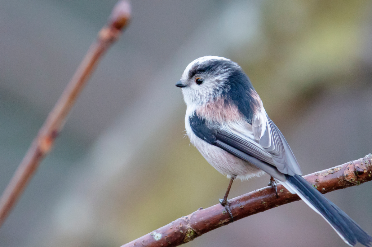 Raniuszek - Stowarzyszenie Jestem na pTAK!