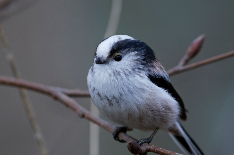 Raniuszek - Stowarzyszenie Jestem na pTAK!