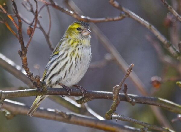 Czyż - Stowarzyszenie Jestem na pTAK!