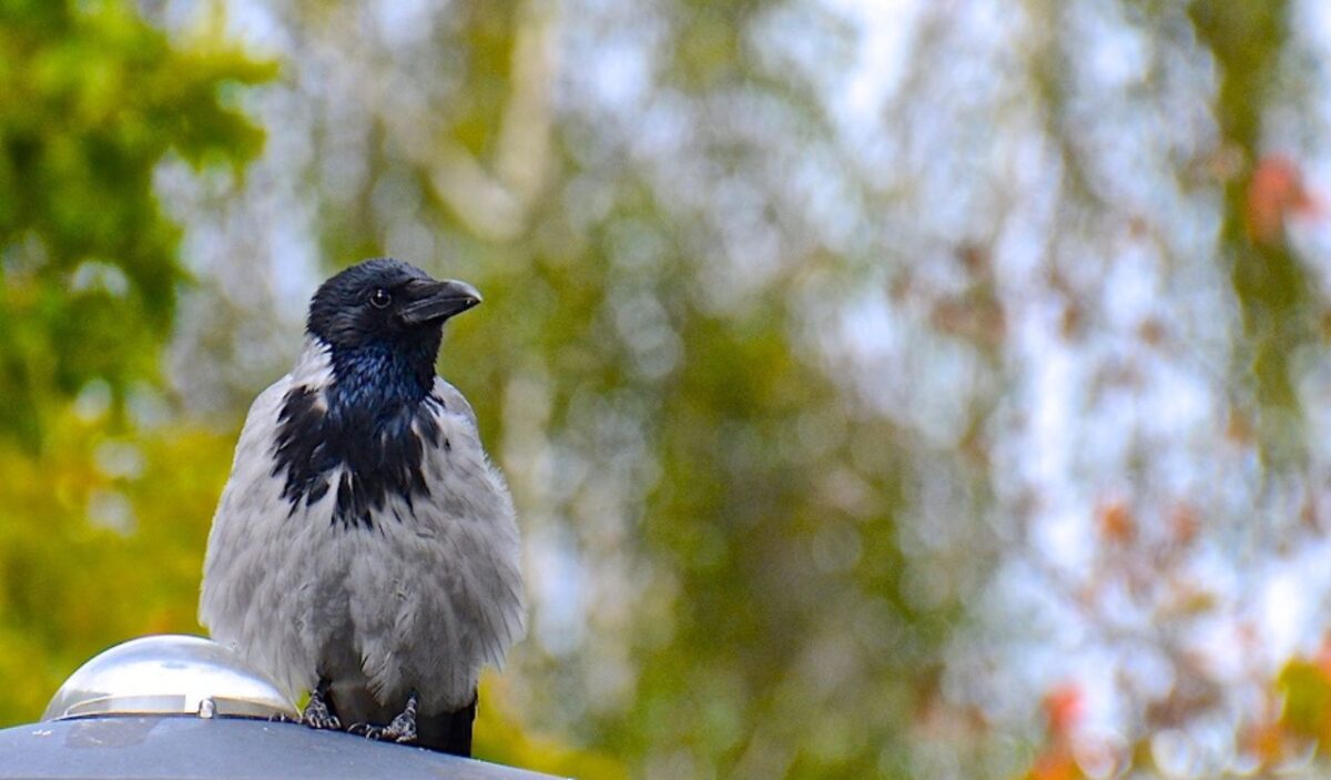 Wrona Siwa - Stowarzyszenie Jestem na pTAK!