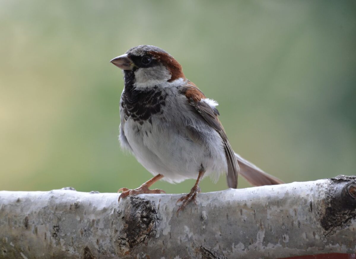 Wróbel - Stowarzyszenie Jestem na pTAK!