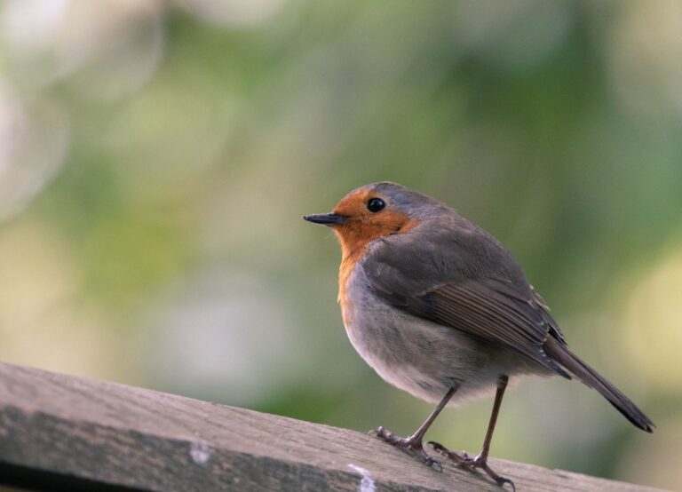 Zniczek - Stowarzyszenie Jestem na pTAK!