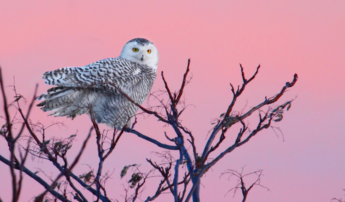 Sowa Śnieżna - Stowarzyszenie Jestem na pTAK!