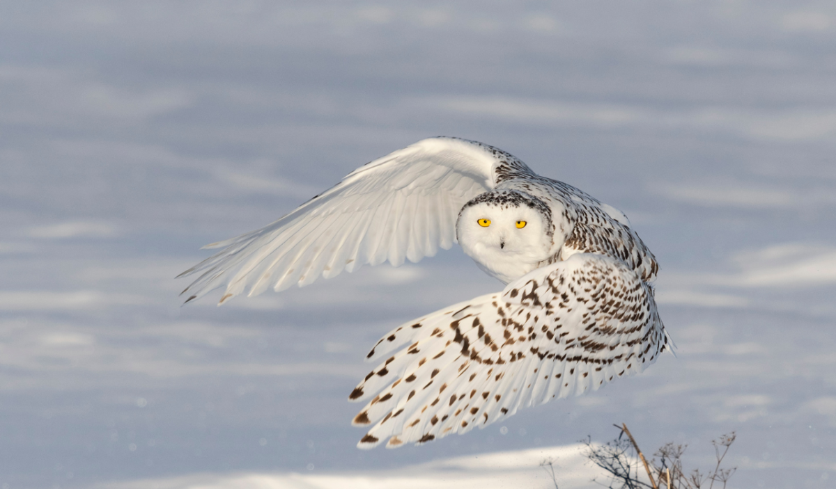 Sowa Śnieżna - Stowarzyszenie Jestem na pTAK!
