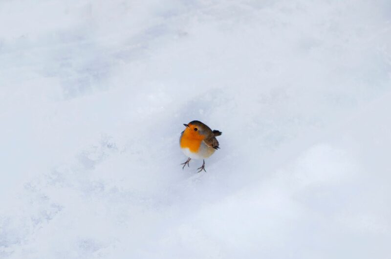 Dlaczego Rudzik stał się symbolem Świąt? - Stowarzyszenie Jestem na pTAK!