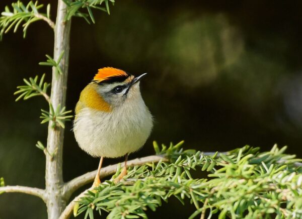 Zniczek - Stowarzyszenie Jestem na pTAK!